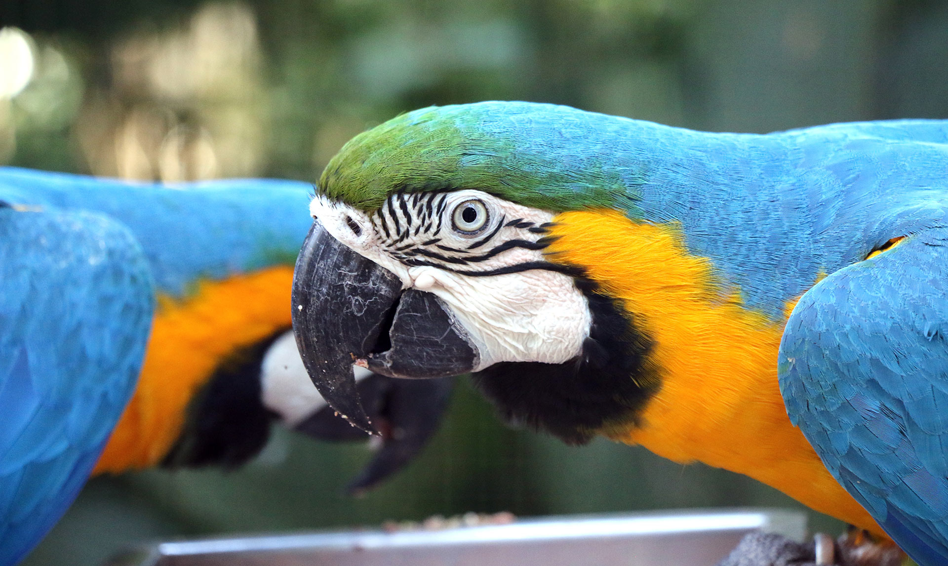 Parque das Aves, um dos melhores passeios em Foz do Iguaçu